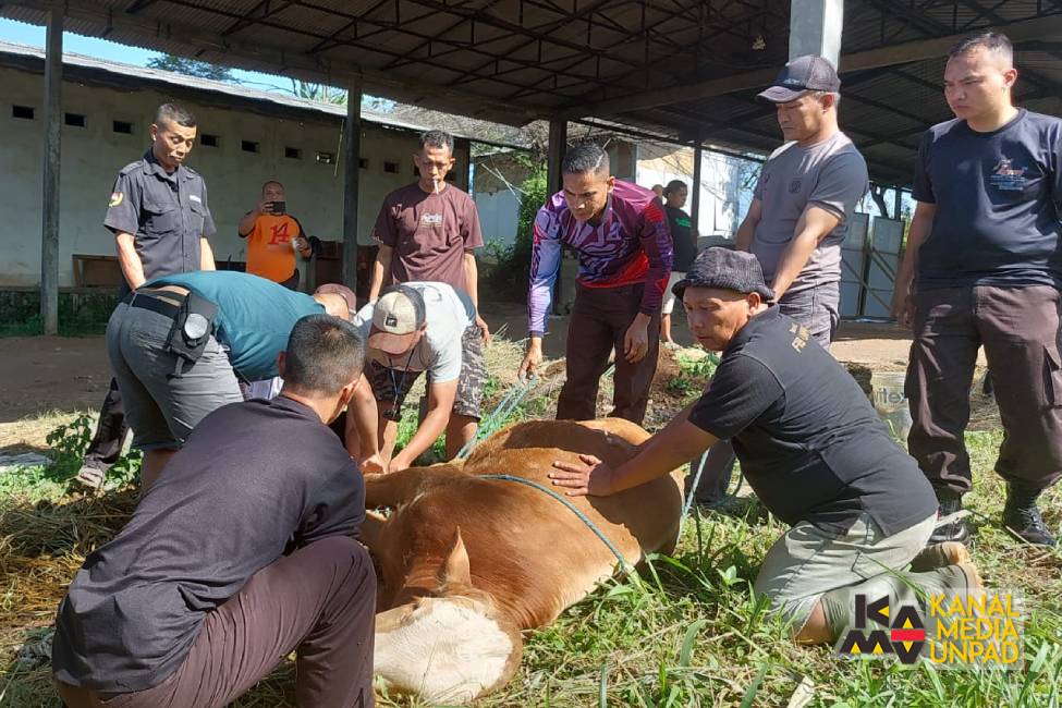 Unpad Potong 24 Hewan Kurban dan Salurkan 66 Ekor ke Masyarakat Sekitar ...